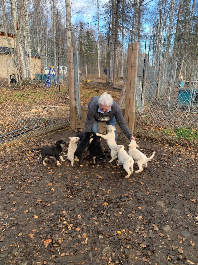 Summer Tours - Alaska Dog Center Dog Sled Tours, Cafe, Gifts, Gear ...