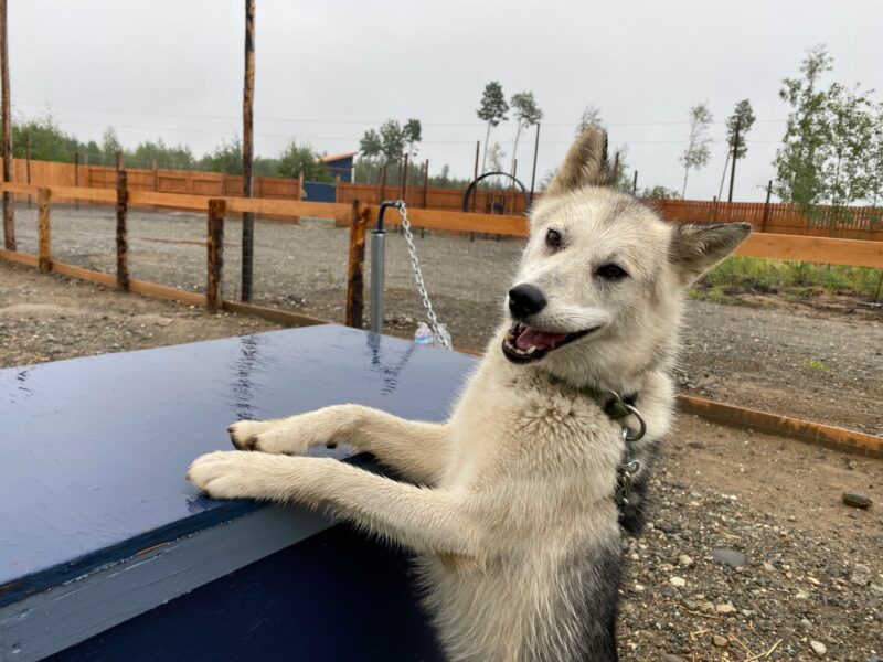 Summer Tours - Alaska Dog Center Dog Sled Tours, Cafe, Gifts, Gear ...