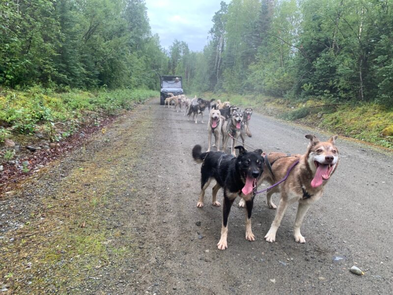 Summer Tours - Alaska Dog Center Dog Sled Tours, Cafe, Gifts, Gear ...